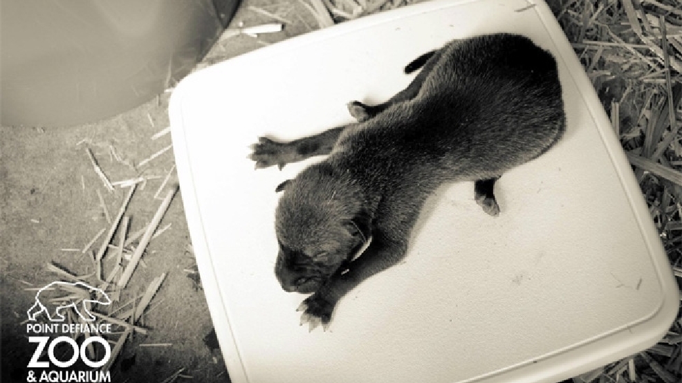 Photos: Endangered red wolf gives birth to 8 pups at Wash. zoo | KBOI