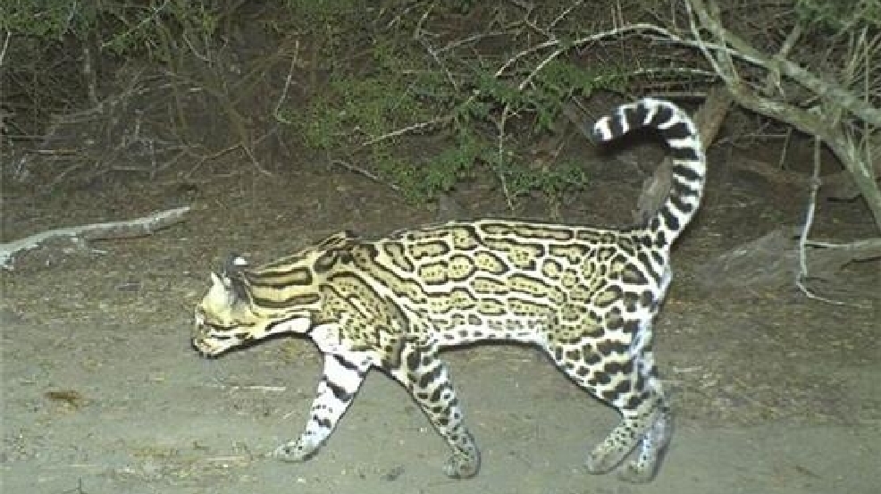 Female ocelot hit and killed by car in Willacy County | KGBT