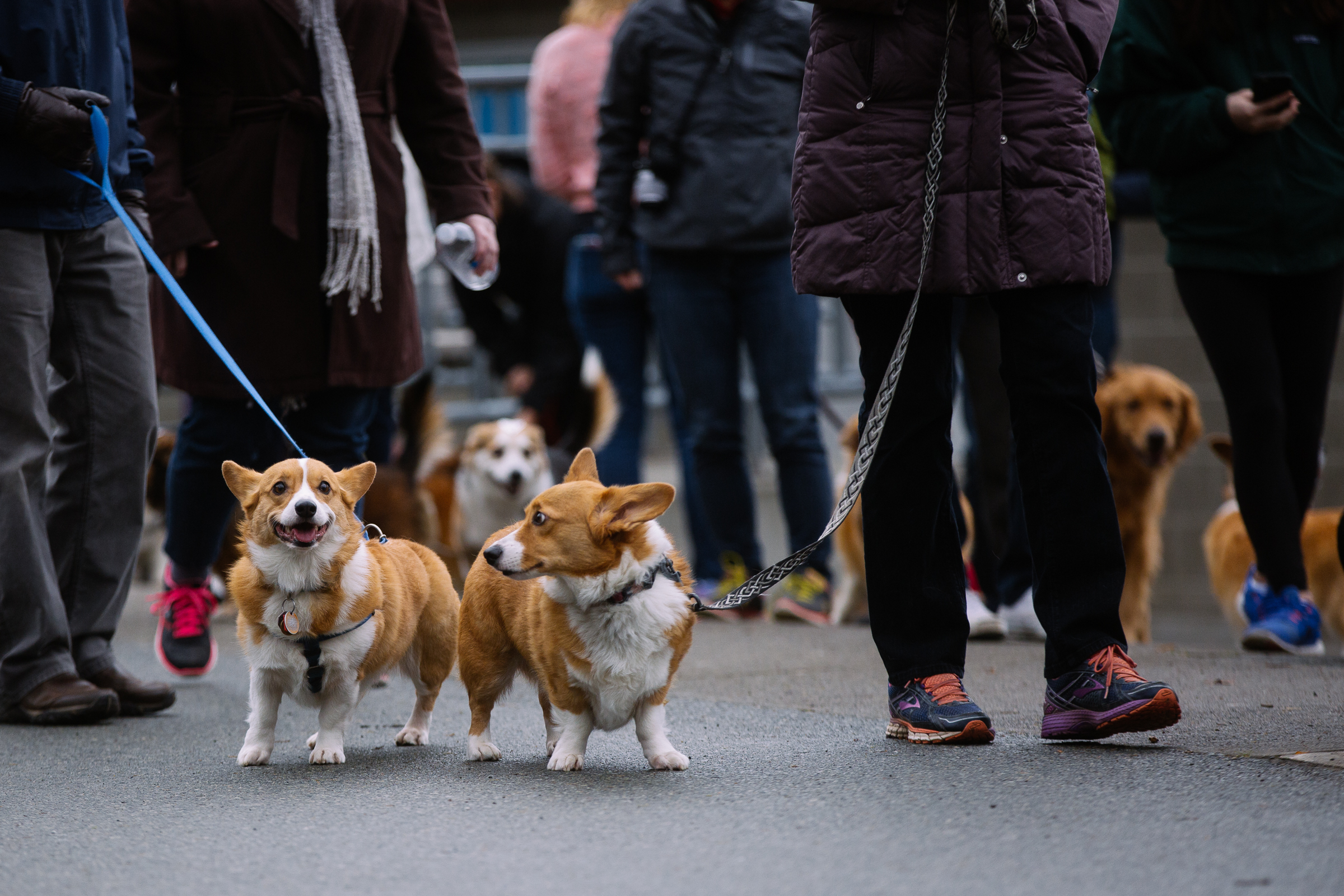 So many corgis at the Green Lake Corgi Walk | Seattle Refined