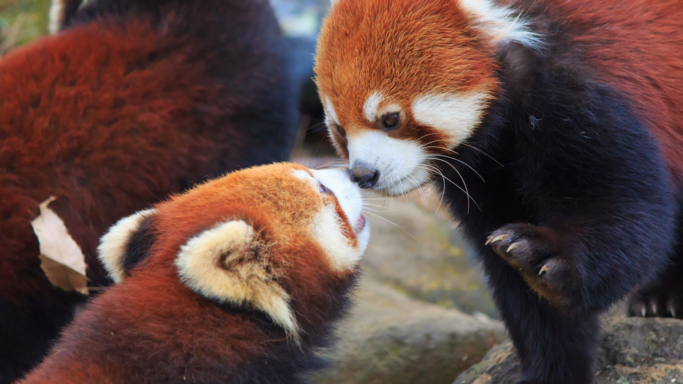 First birth of twin red pandas at the zoo in 29 years! | Seattle Refined