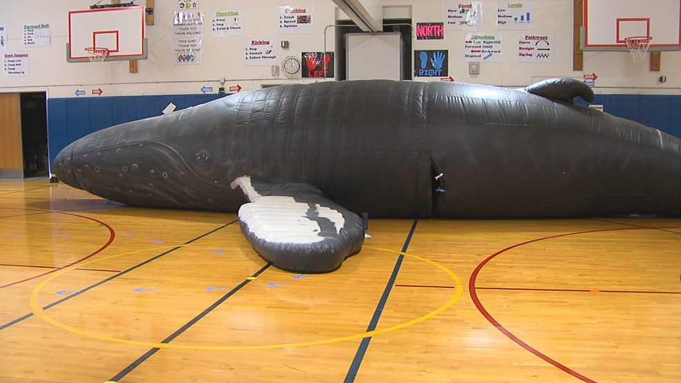 Brighton kids go inside 40-ft. inflatable whale | WHAM