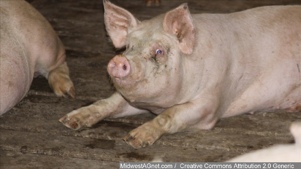 Feral hogs increase in Arkansas, cause problems for farmers | KATV