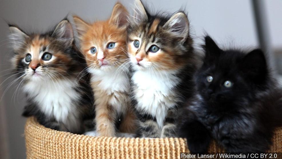 Kent County Animal Shelter offers free kittens, cats | WWMT