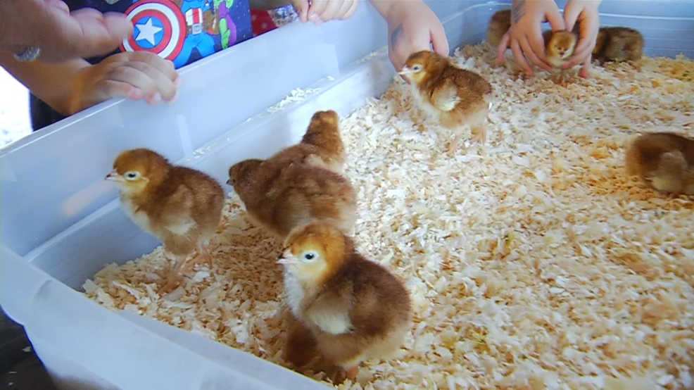 Annual Fourth of July Rhode Island Red Chick Hatch welcomes about 200 ...