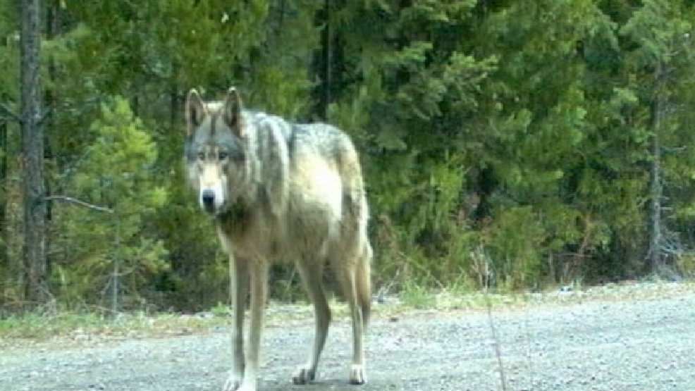 Wildlife officials try to collar wolf in OR7's pack | KTVL