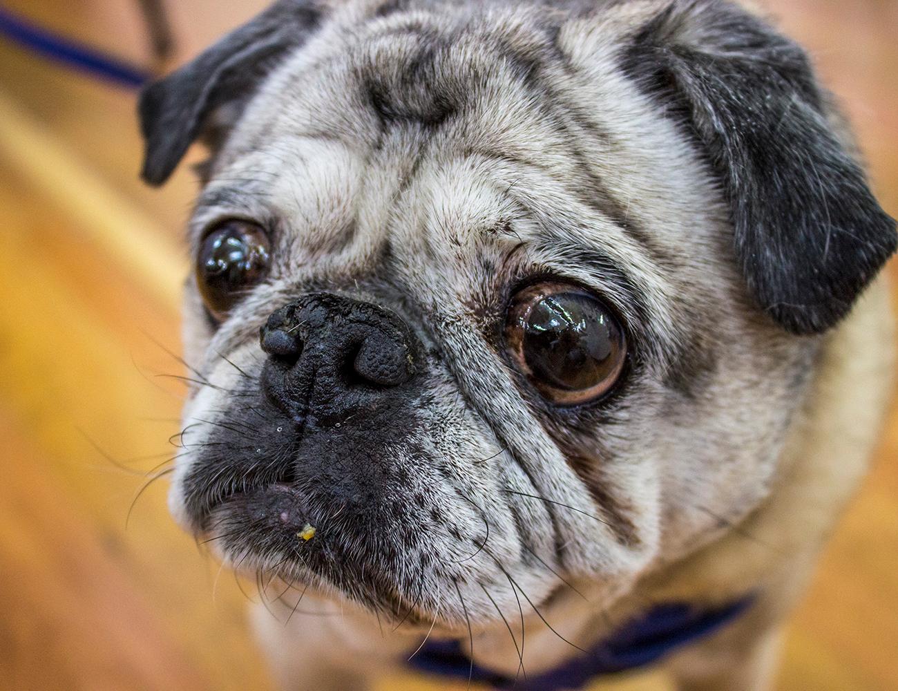 Photos: Curly tails and squished noses fill Pop-up Pug Café and Art ...