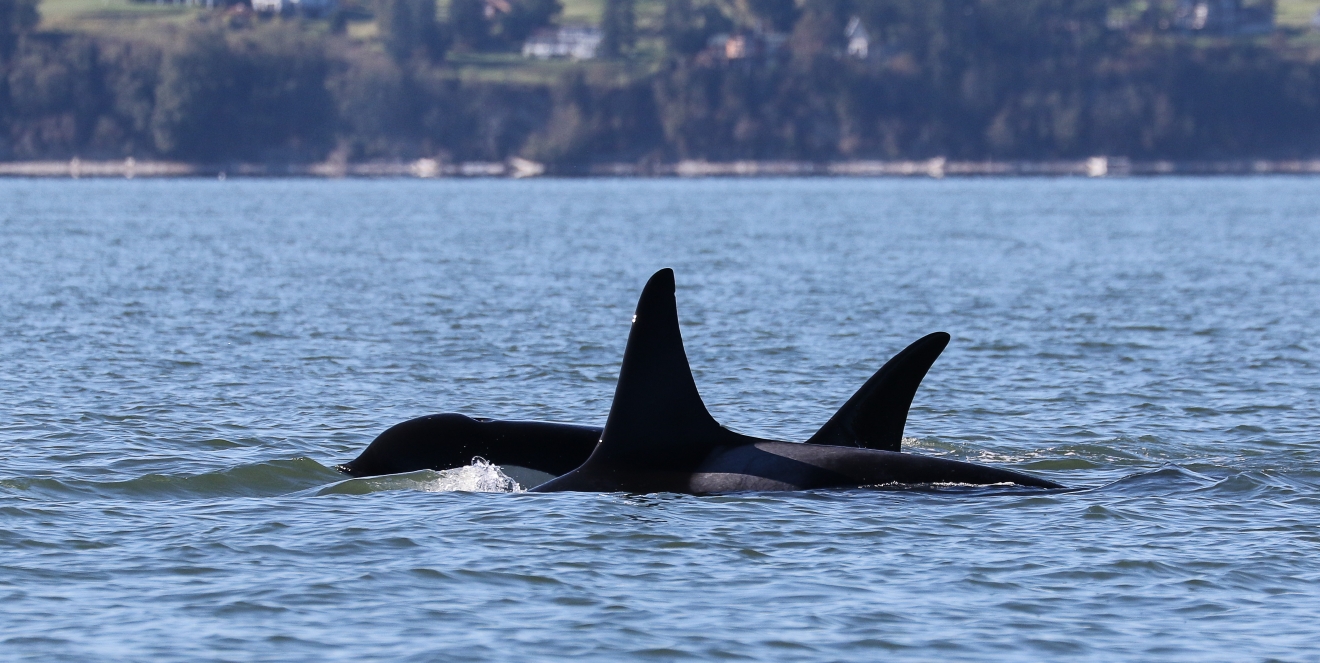 Photos: resident orca pods return to Puget Sound | KOMO