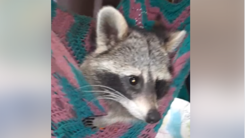 Charges dismissed against woman who saved raccoon | WEAR