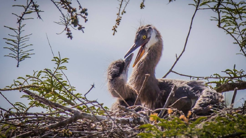 Photo of the Day: Great Blue Heron Babies | WCIV