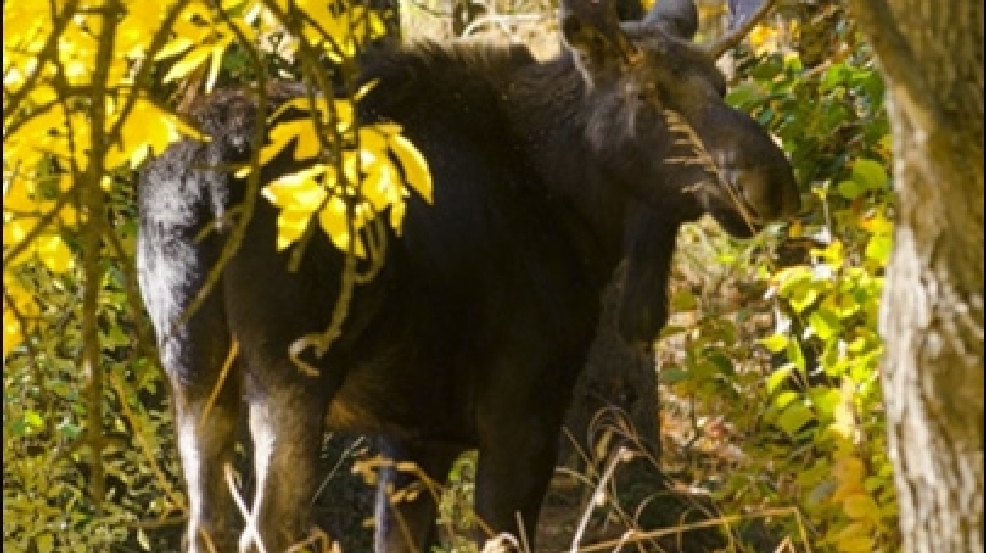 Man in serious condition after moose hits motorcycle | KBOI